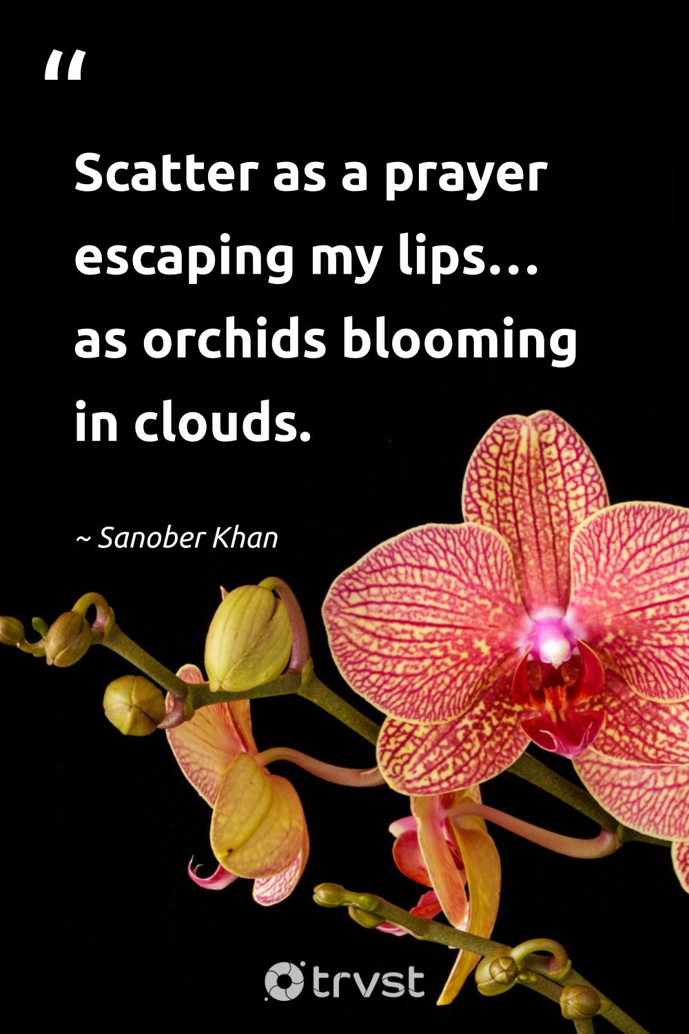 68 Bloom Quotes and Sayings Revealing Inner Beauty (2025)