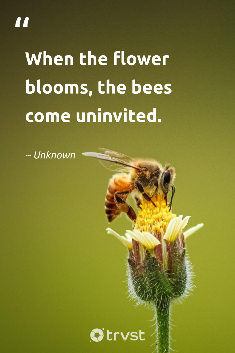 68 Bloom Quotes and Sayings Revealing Inner Beauty (2025)