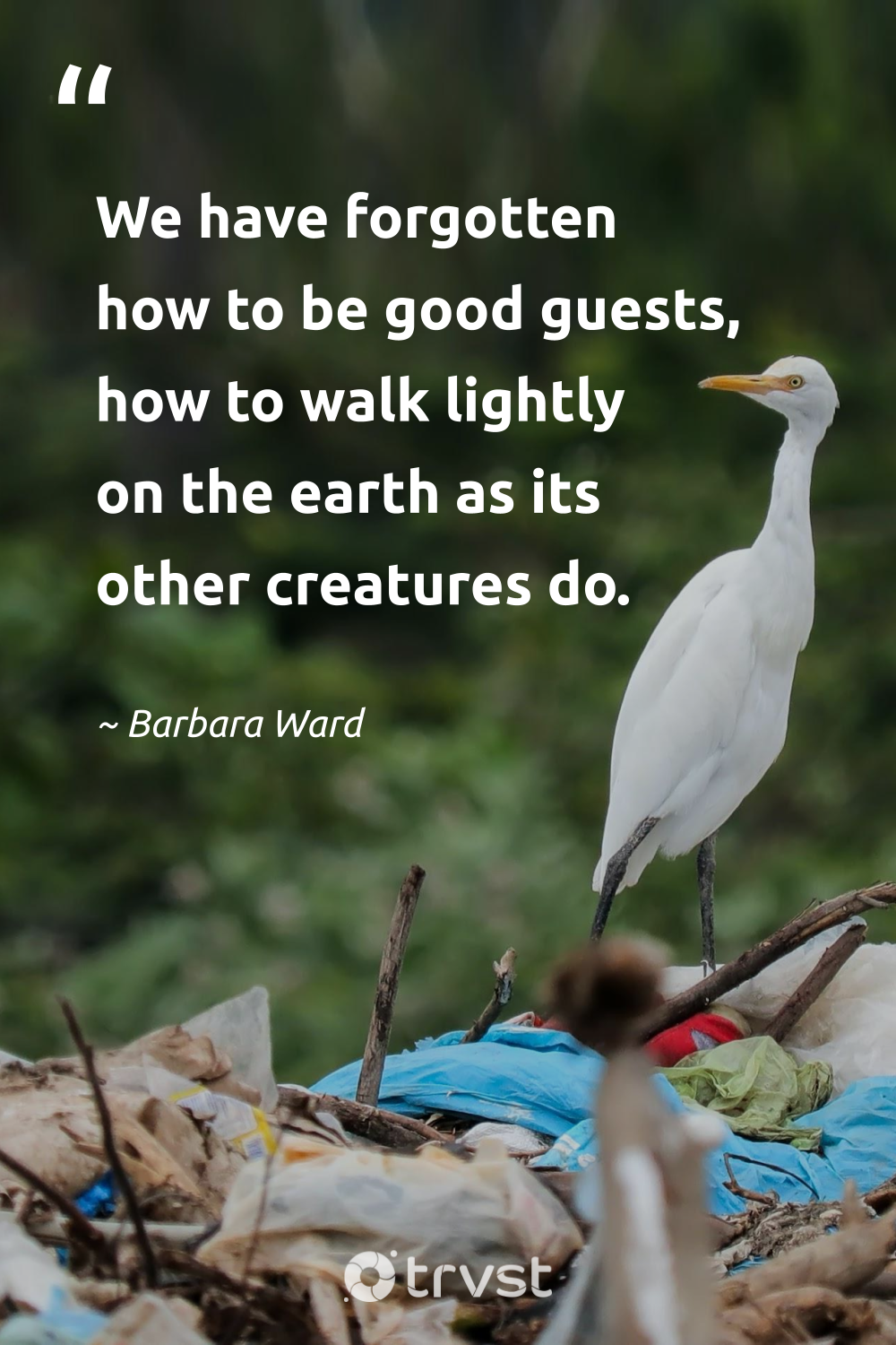 35 Zero Waste Quotes and Sayings to Inspire Lifestyle Changes