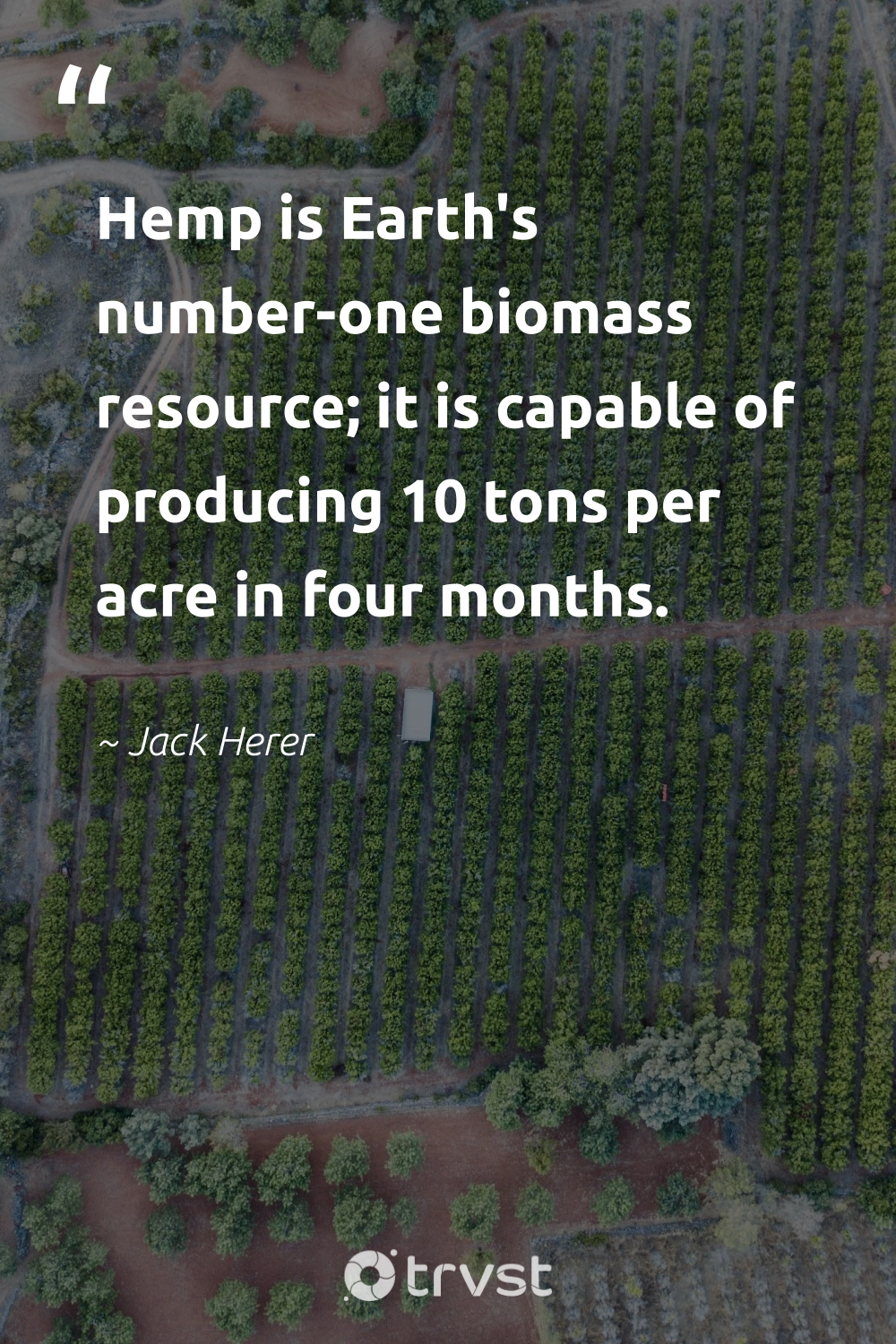 25 Hemp Quotes for Hemp-tastic Sustainable Living