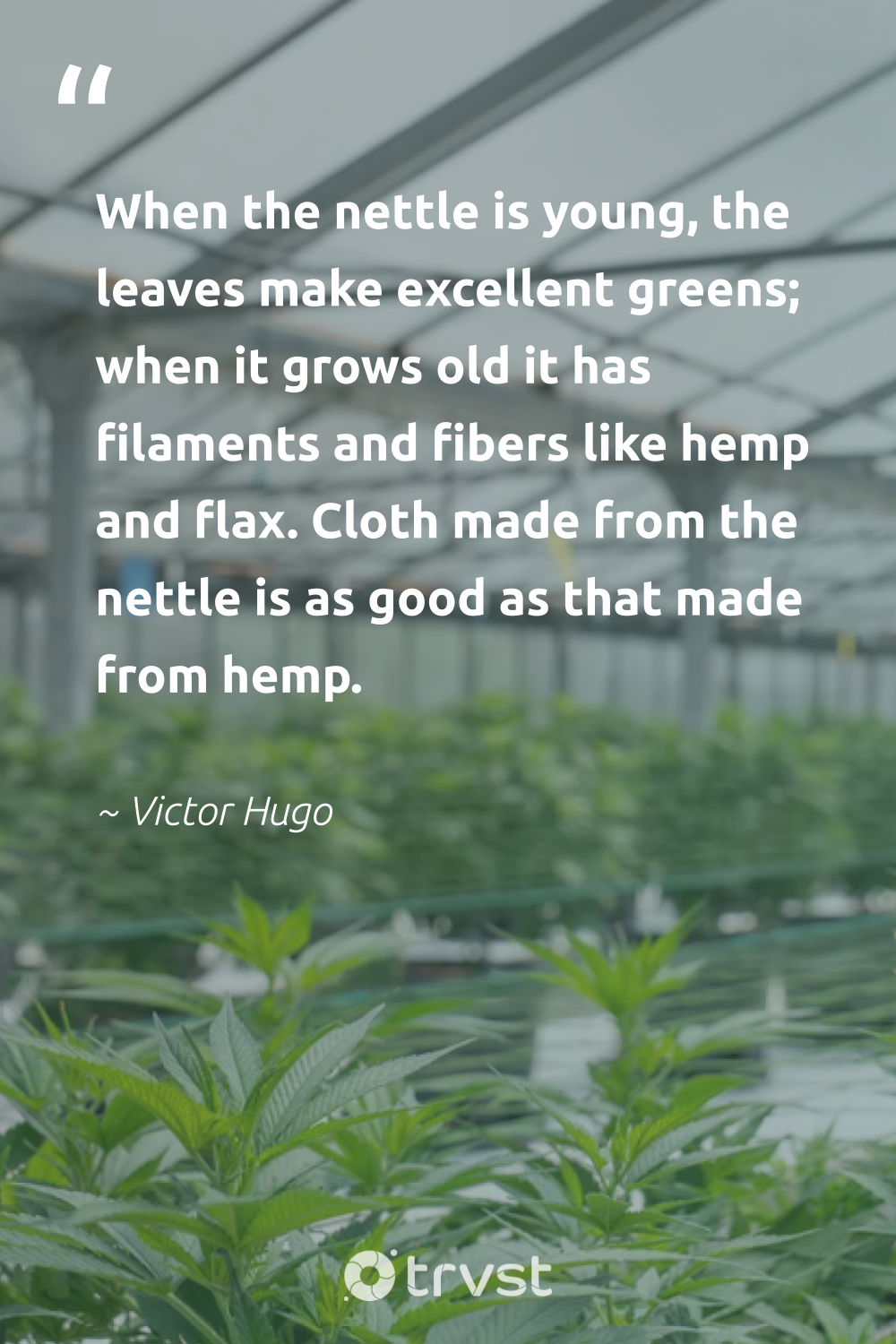 25 Hemp Quotes for Hemp-tastic Sustainable Living