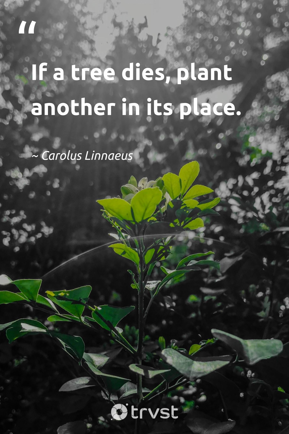 43 Tree Planting Quotes to Inspire You to Grow a Forest