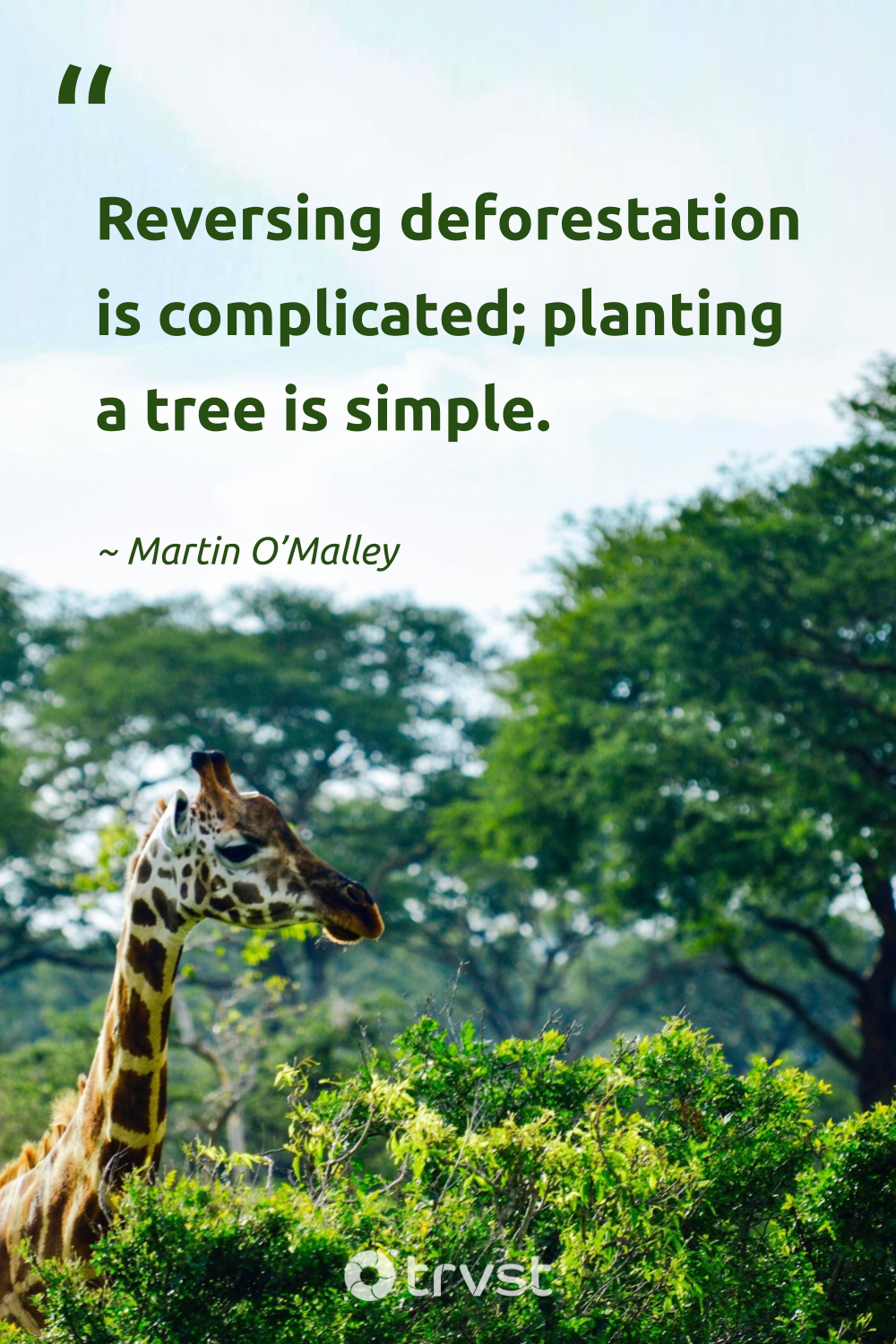 43 Tree Planting Quotes to Inspire You to Grow a Forest