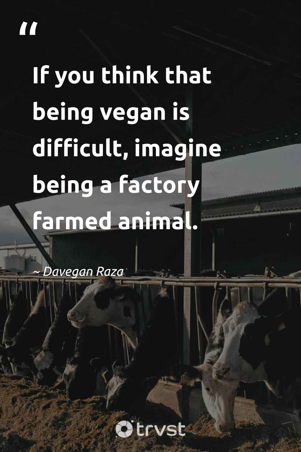 50 Vegan Quotes Inspiring Kindness For All Creatures