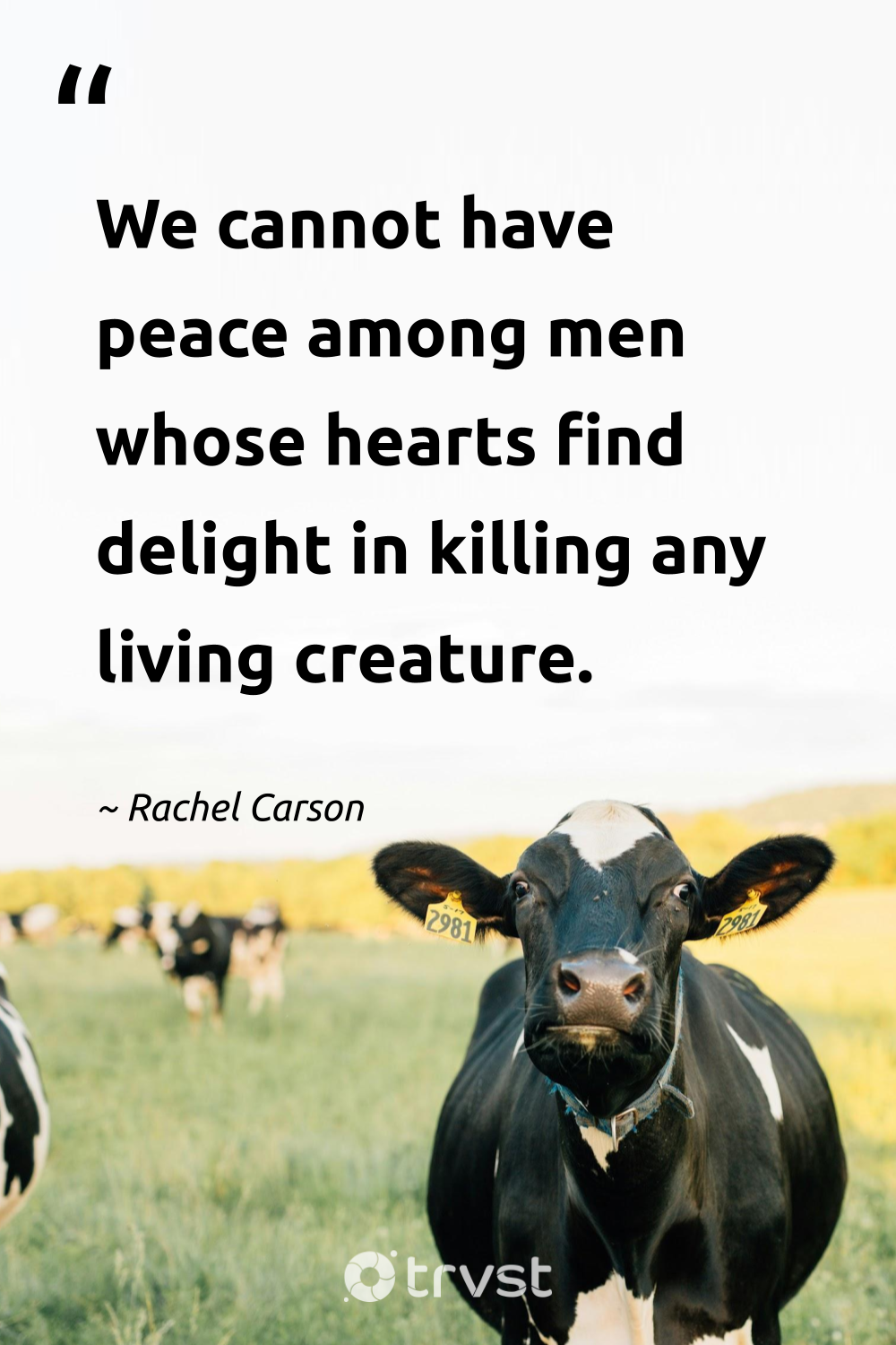 50 Vegan Quotes Inspiring Kindness For All Creatures