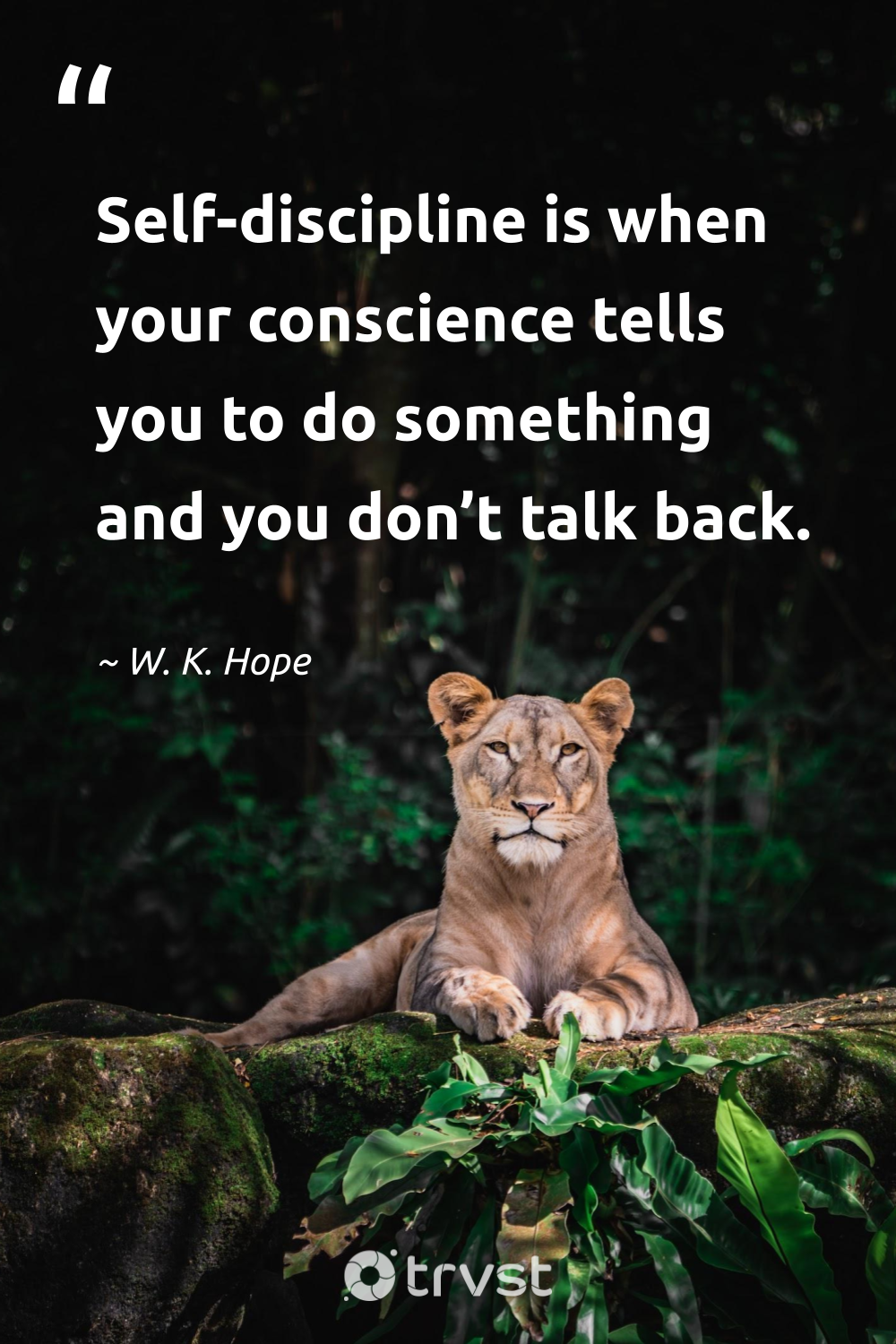 72 Discipline Quotes to Master the Mind and Fuel Success (2024)