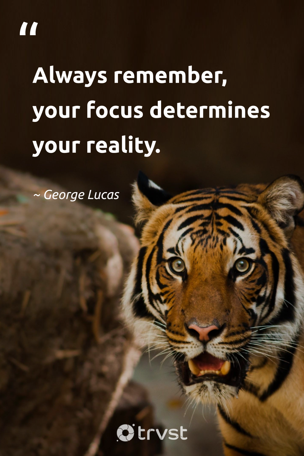 60 Focus Quotes To Guide And Improve Your Attention (2024)